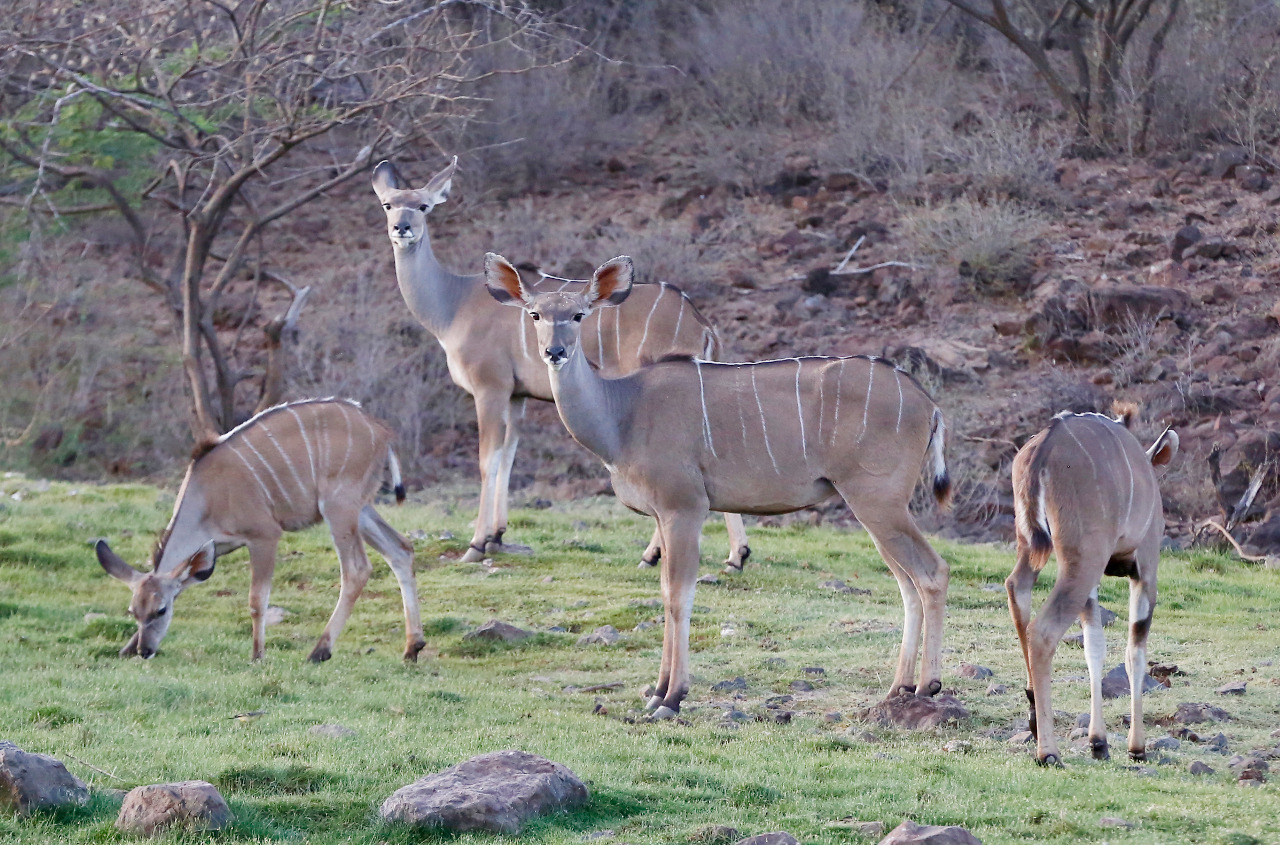 Lake Baringo National Park - Baringo Tourism
